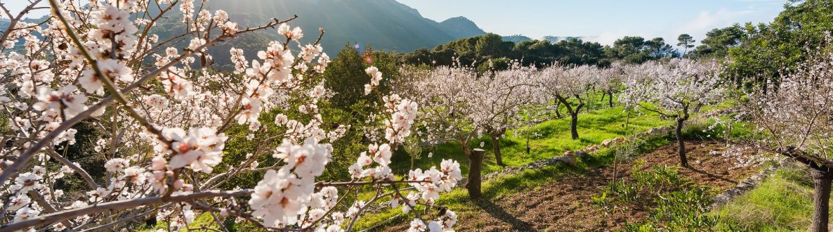 Mandelblüte auf Mallorca - Reisezeit, Angebote & Infos | Urlaubsguru