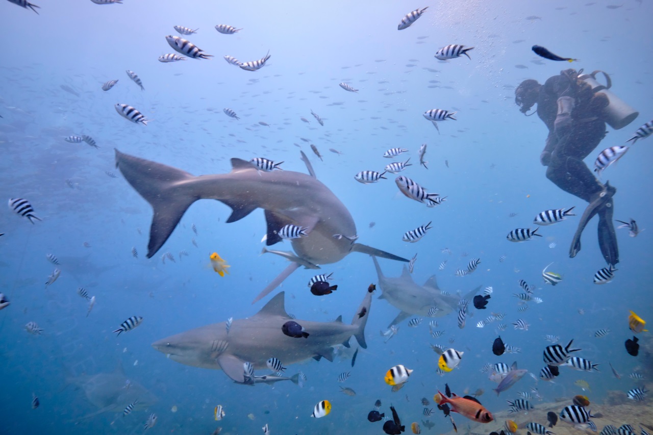 Die 10 spannendsten Aktivitäten auf Fidschi 🚣‍♀️ | Urlaubsguru.at