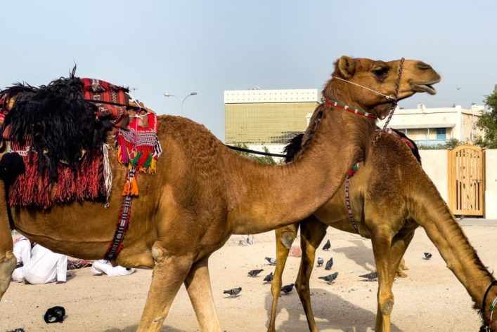 Was hat Katar zu bieten? Erfahrungsbericht & Infos